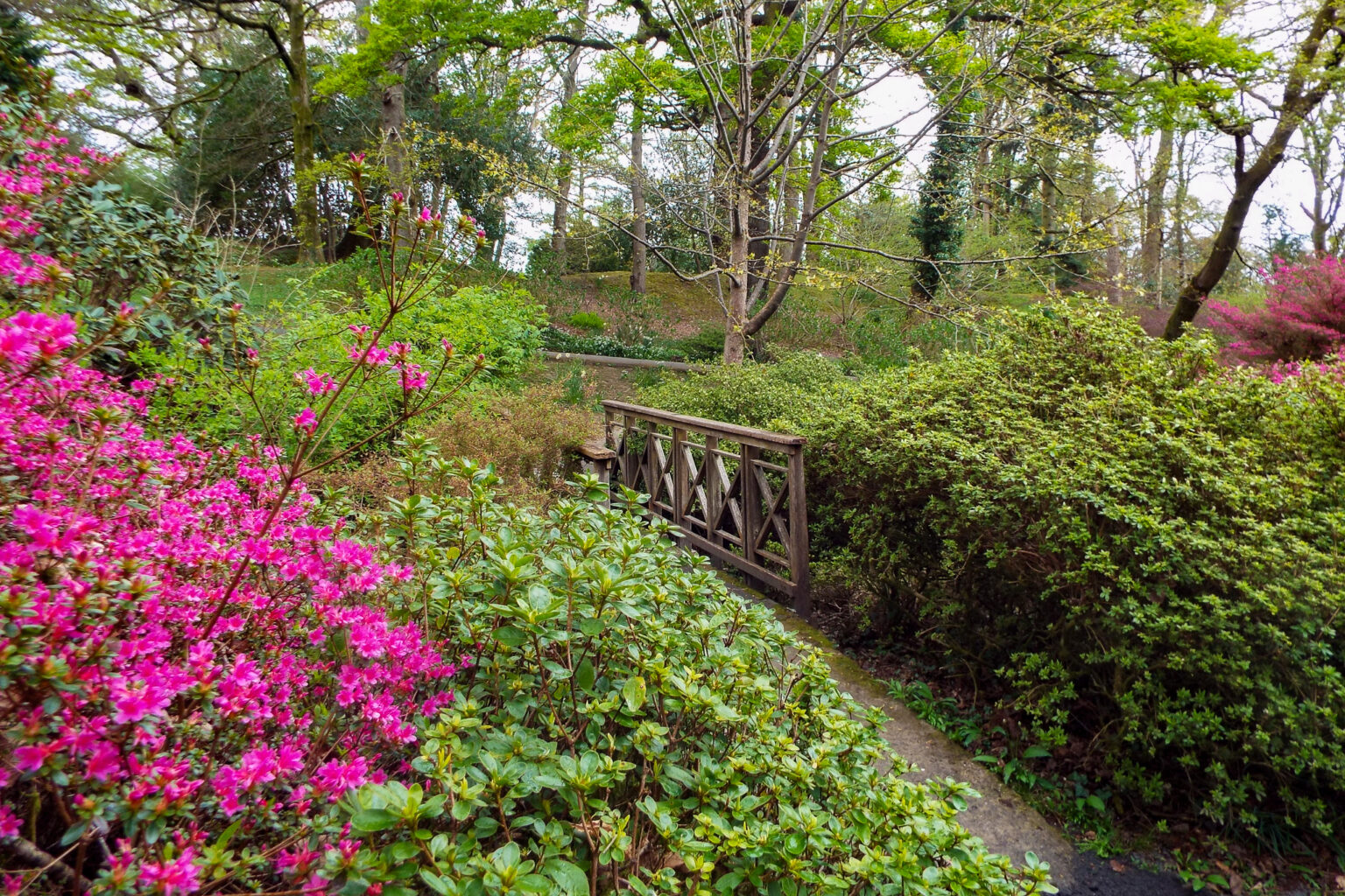 Clyne Gardens | Explore South Wales