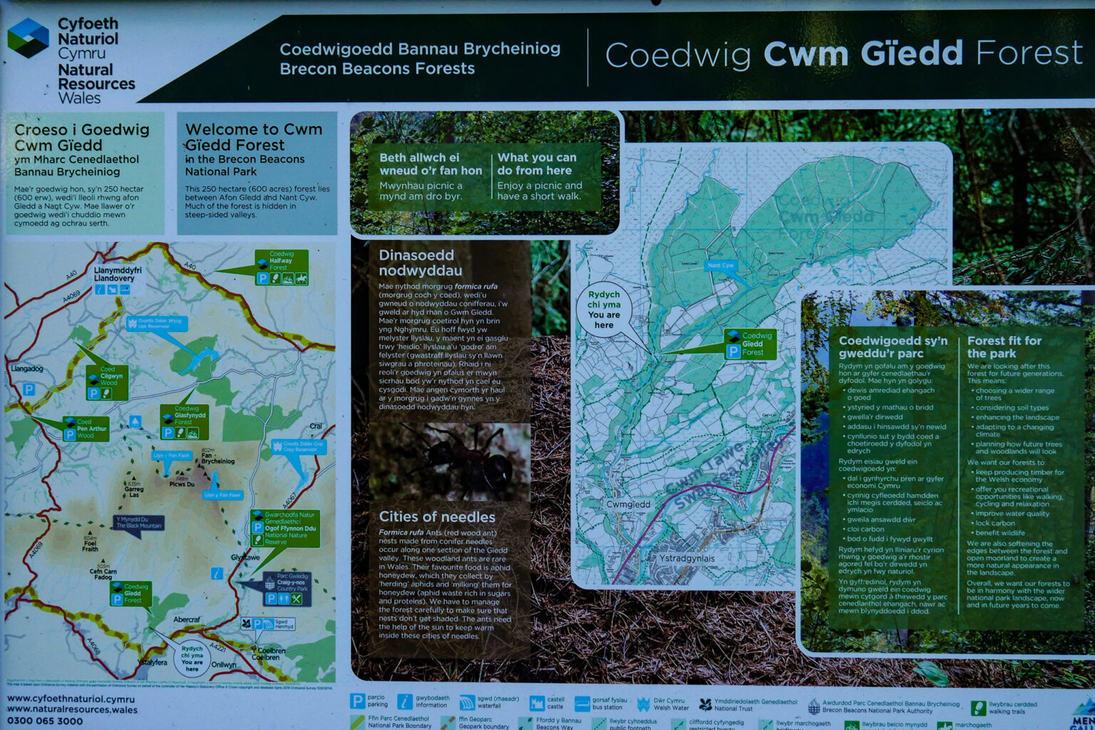 Cwm Giedd Forest | Explore South Wales