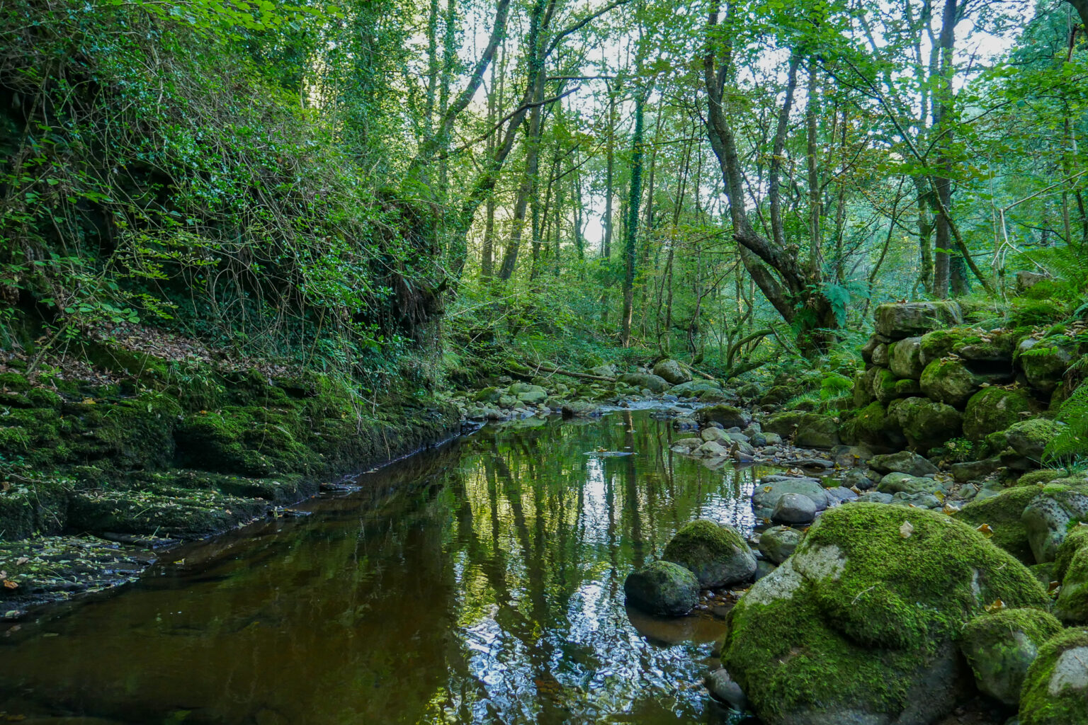 Cwm Giedd Forest | Explore South Wales